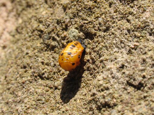 Ladybird, ladybird | Worcestershire Wildlife Trust
