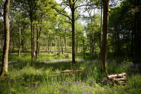 Practical Conservation - Trench Wood | Worcestershire Wildlife Trust