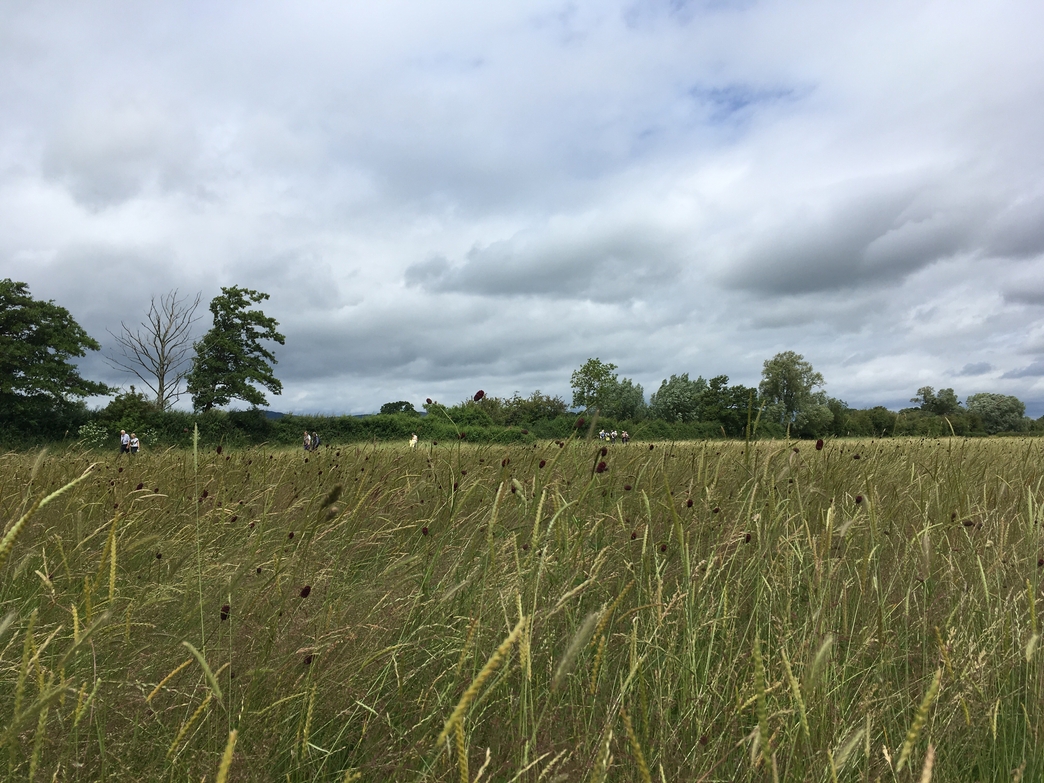 Magnificent Meadows | Worcestershire Wildlife Trust