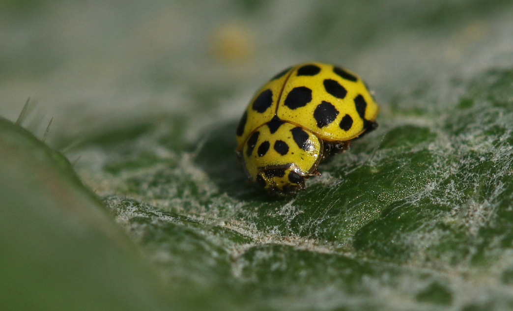 Ladybird, ladybird | Worcestershire Wildlife Trust