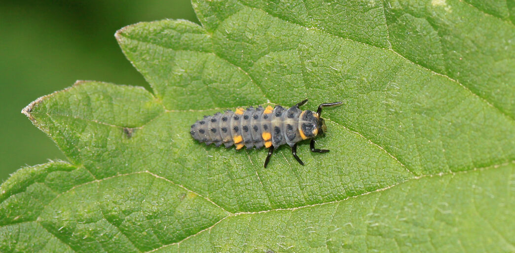 Ladybird, ladybird | Worcestershire Wildlife Trust