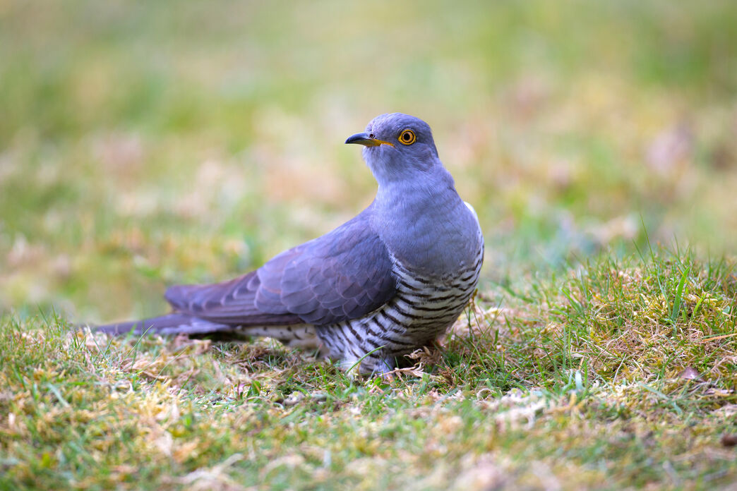 Warblers and cuckoos | Worcestershire Wildlife Trust
