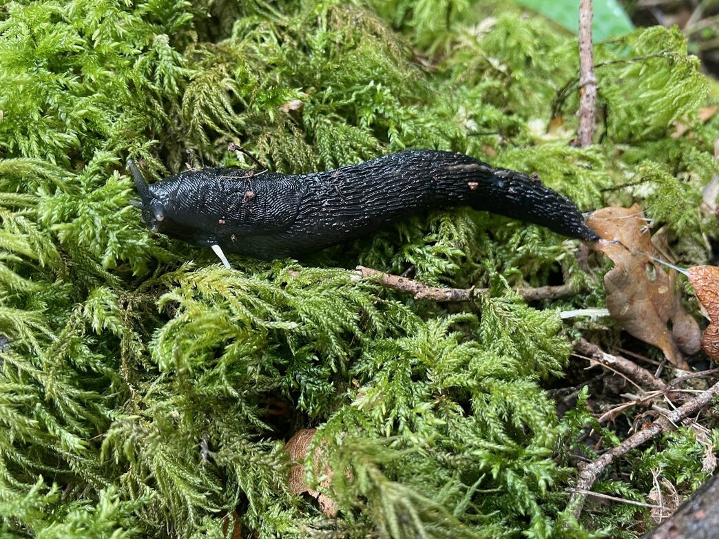 Protecting Worcestershire’s Hidden Rainforests | Worcestershire ...