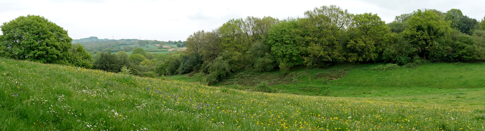 Romsley Manor Farm Meadows | Worcestershire Wildlife Trust