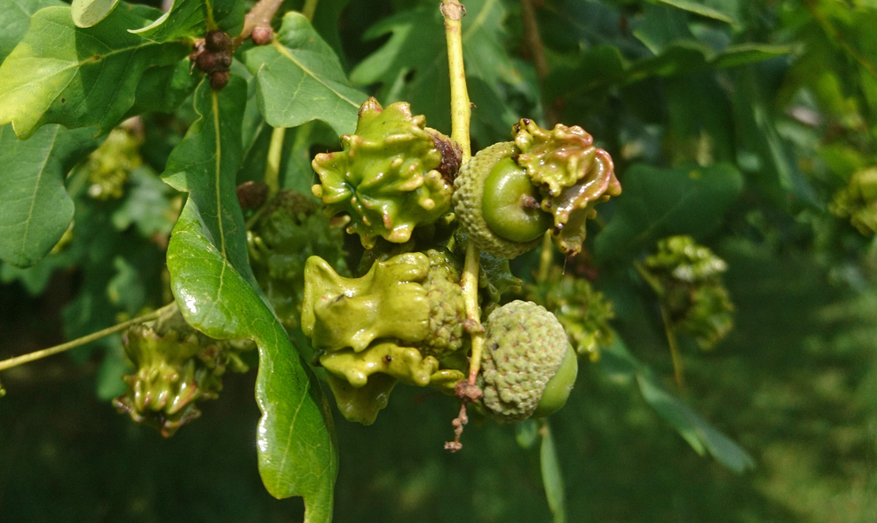A galling time of year | Worcestershire Wildlife Trust