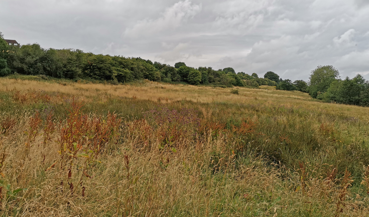 Romsley Manor Farm Meadows | Worcestershire Wildlife Trust