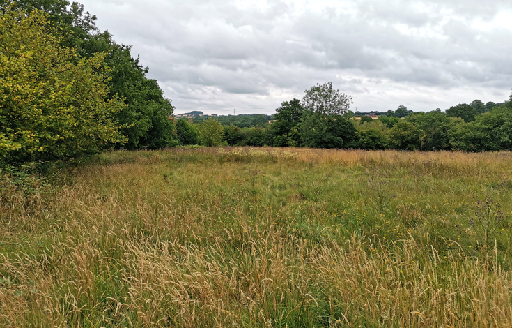 Romsley Manor Farm Meadows | Worcestershire Wildlife Trust
