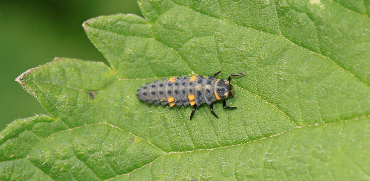 Ladybird, ladybird | Worcestershire Wildlife Trust