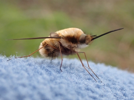 Taking a bee-fly for a walk | Worcestershire Wildlife Trust