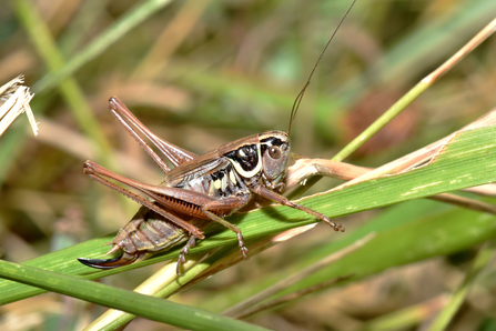Gorgeous grasshoppers & beautiful bush-crickets | Worcestershire ...