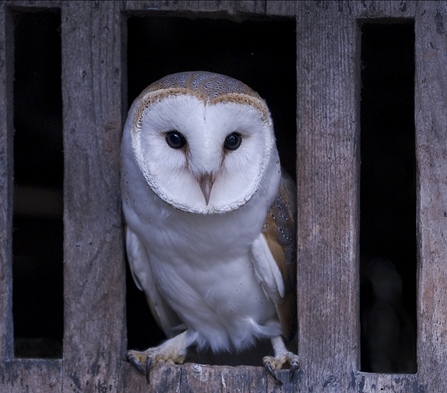 Identifying owls | Worcestershire Wildlife Trust