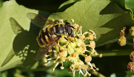 Become a hoverfly hero | Worcestershire Wildlife Trust