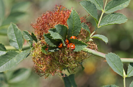 A galling time of year | Worcestershire Wildlife Trust