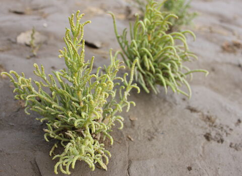 Common glasswort | Worcestershire Wildlife Trust