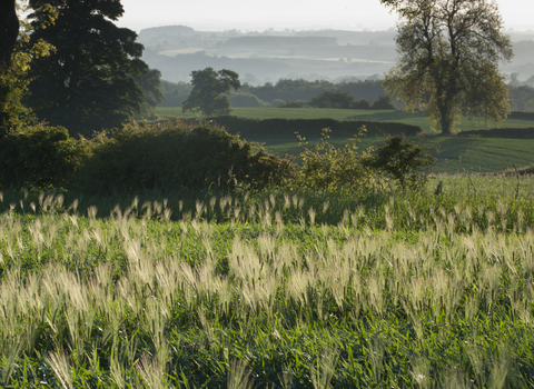Severn Treescapes | Worcestershire Wildlife Trust