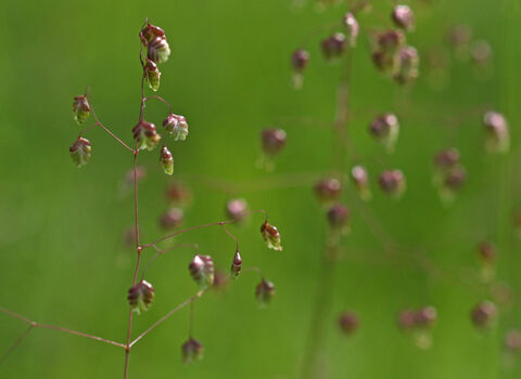 Super grasses | Worcestershire Wildlife Trust